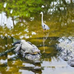Experience Gator Nights: Thrilling 60-Minute Airboat Adventure - UNATION