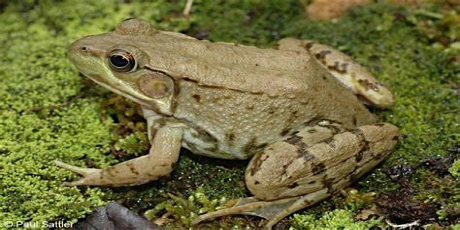 Hoppy Spring Frogs: Tiny Tots (Ages 3-5yrs old), $4 per child upon ...