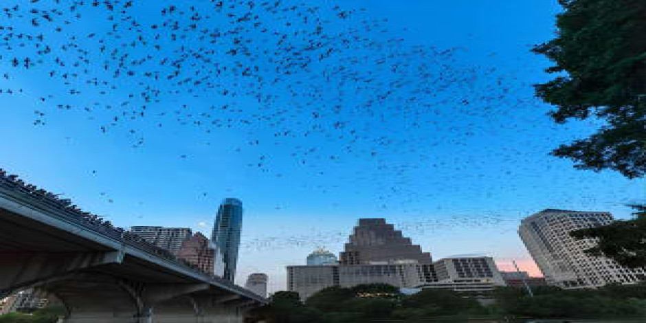 Congress Avenue Bat Bridge Kayak Tour in Austin - UNATION