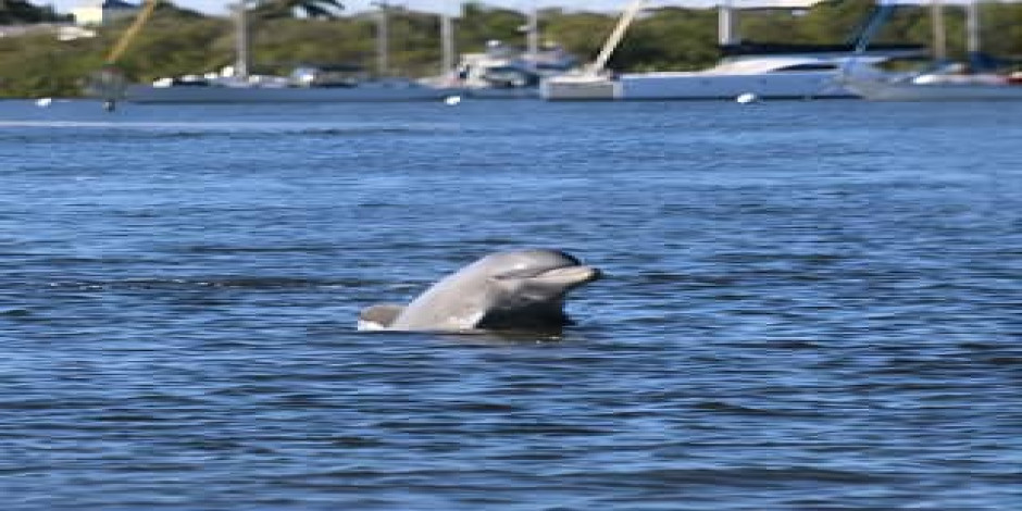 Dolphin and Sightseeing Tiki Cruise - UNATION