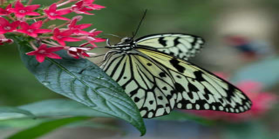 Cockrell Butterfly Center at Houston Museum of Natural Science - UNATION
