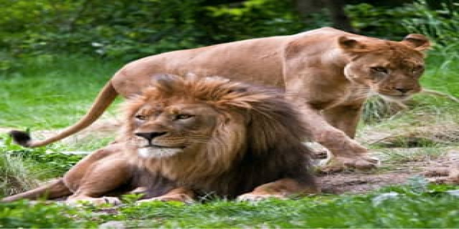 Bronx Zoo - UNATION