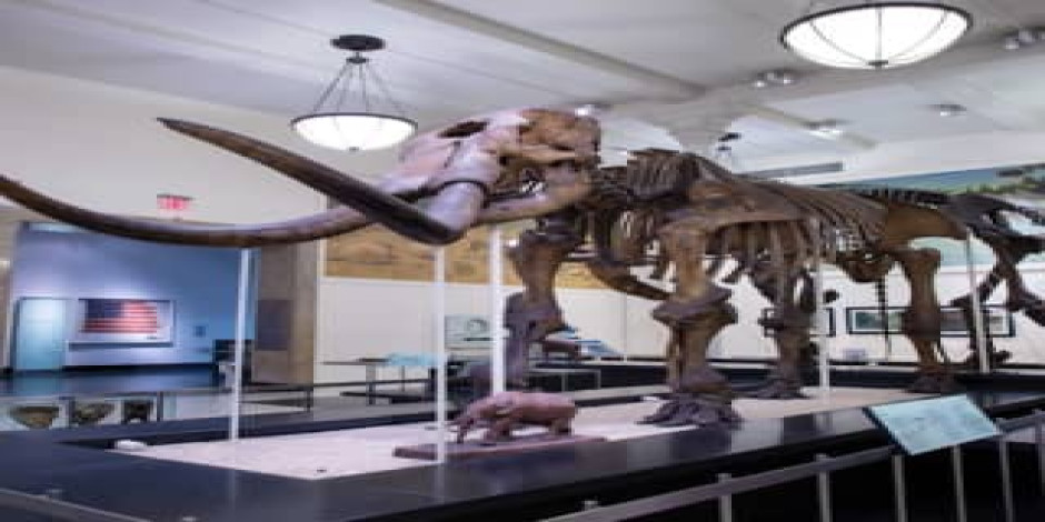 American Museum of Natural History (AMNH): All Ticketed Exhibitions ...