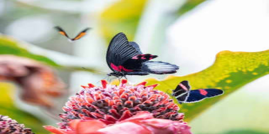 Cockrell Butterfly Center at Houston Museum of Natural Science - UNATION