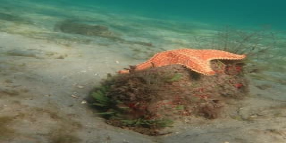 Atlantic Ocean Snorkeling Experience - UNATION
