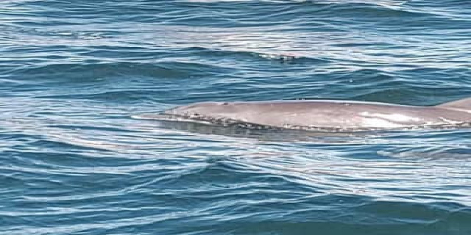 2 Hours Swim with the Dolphins in Panama City - UNATION