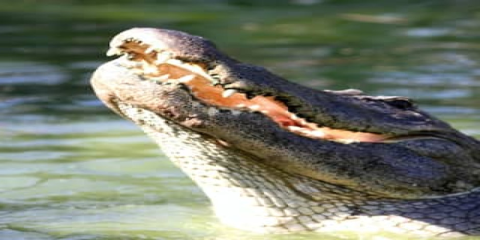 Gatorland Orlando: Screamin' Gator Zip Line - UNATION