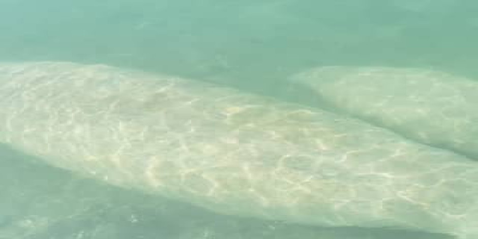 Beginner Friendly Island Snorkeling - UNATION