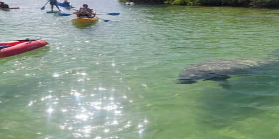 Mangrove Jungle Exploration on SUP/Kayak - UNATION